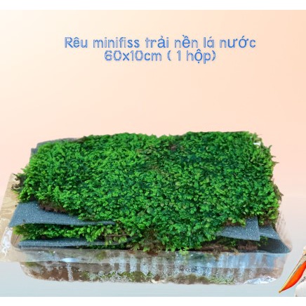 Rêu Trải Nền Mini Fiss Cho Bể Thủy Sinh | Shopee Việt Nam