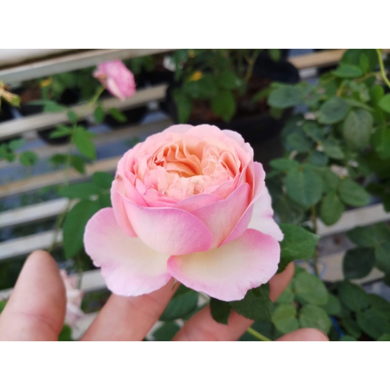 Hoa hồng Aube Rose - hồng leo, nguyên bản, hương thơm mạnh | Shopee ...