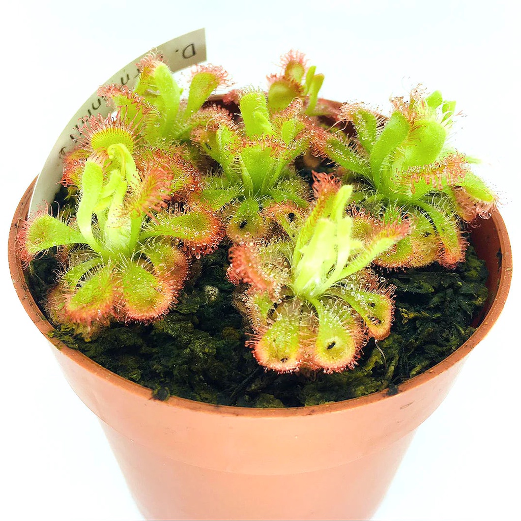 Cây Gọng Vó Drosera Burmannii, Cây bắt mồi, Cây bắt côn trùng | Shopee ...