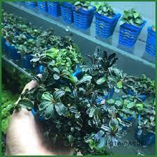Bucep Tím Mini Phantom | Bucephalandra TM | Cây Thủy Sinh Giá Thể ...