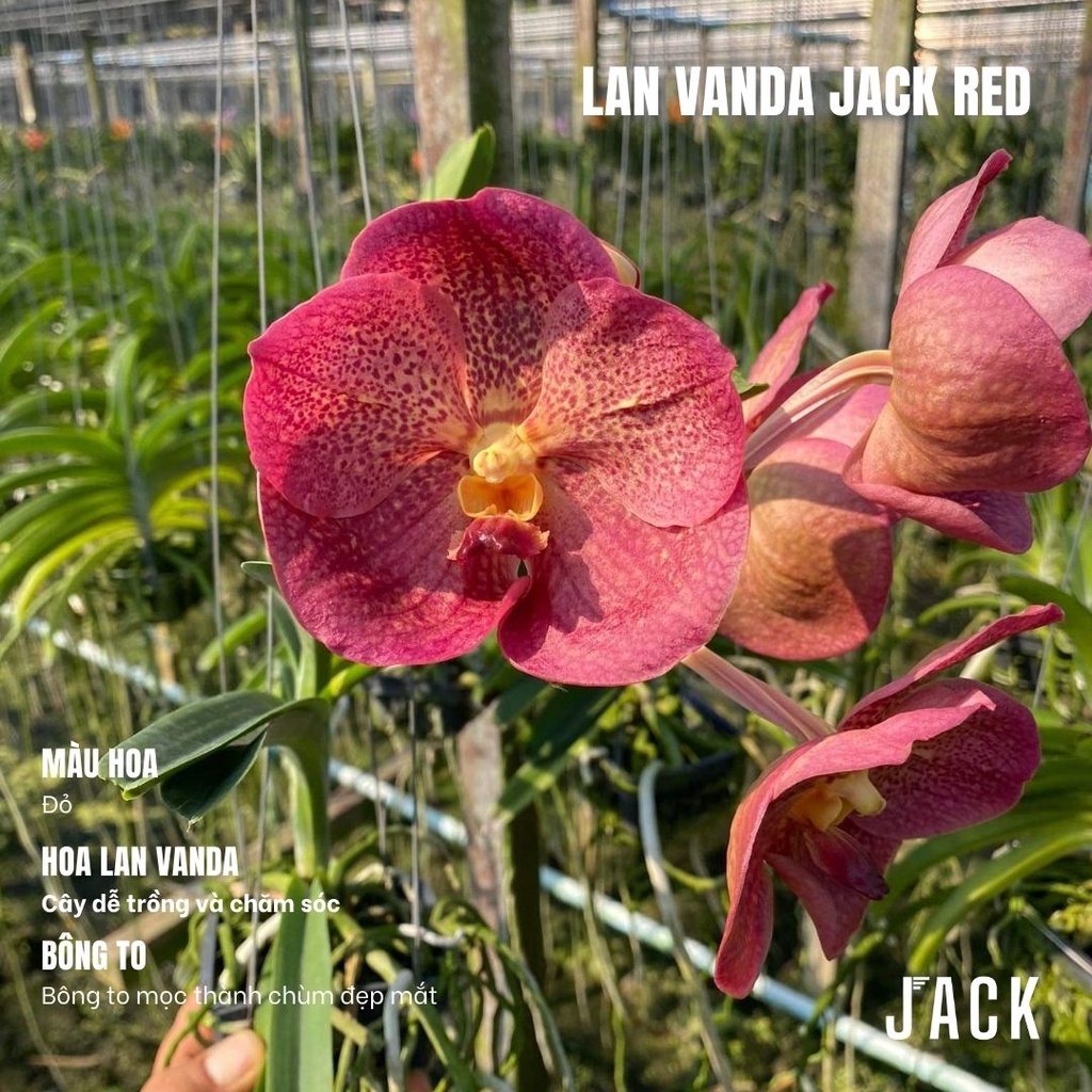 Lan Vanda Jack Red - Bông To Đẹp | Shopee Việt Nam