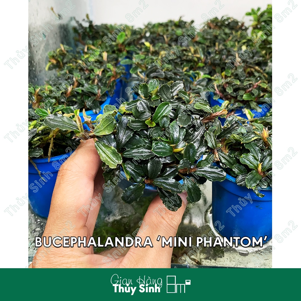 Chậu Bucep Mix, Bucep Phantom | Cây Thủy Sinh Tiền Cảnh, Giá Thể | 8m2 ...