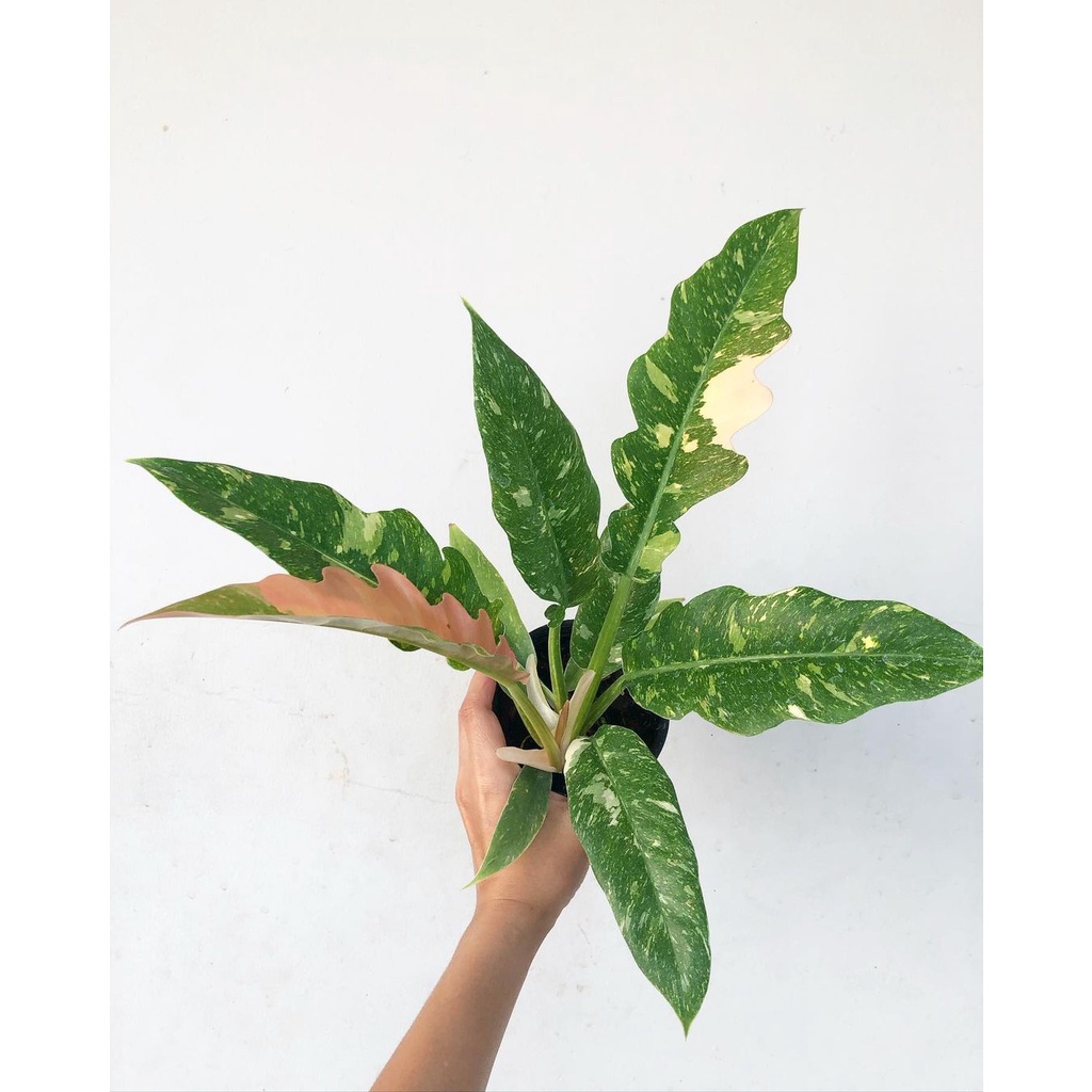 Philodendron Ring Of Fire FREESHIP Cung Đàn Var Philodendron Ring of ...