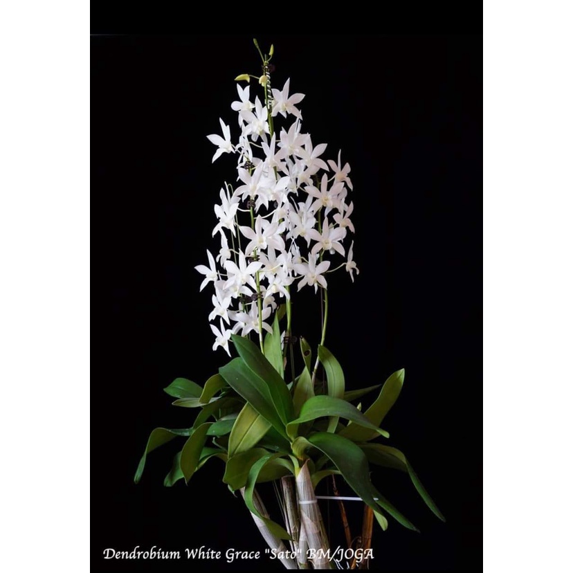Hoa lan denro White Grace Sato GỬI NGUYÊN CHẬU | Shopee Việt Nam