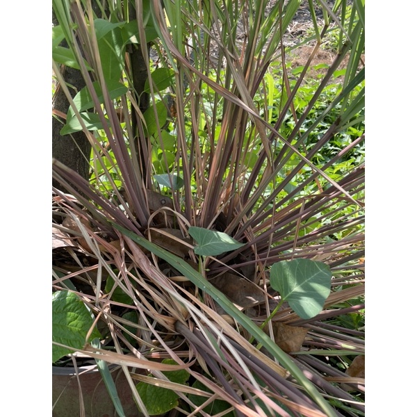 Cây giống sả java/ sả đỏ làm tinh dầu và lá | Shopee Việt Nam