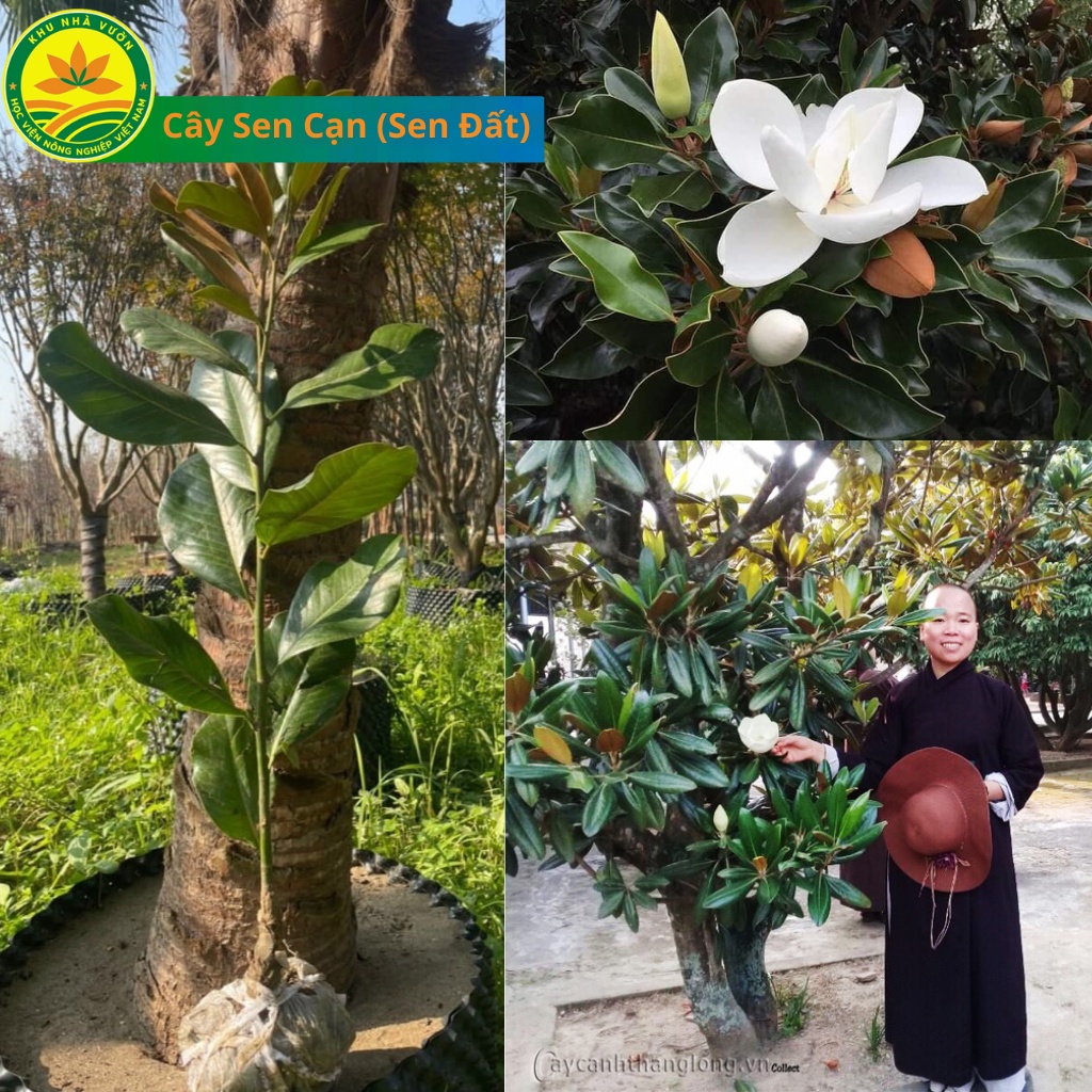 Cây giống sen đất (cây sen cạn), loại cây trồng mang nhiều ý nghĩa ...