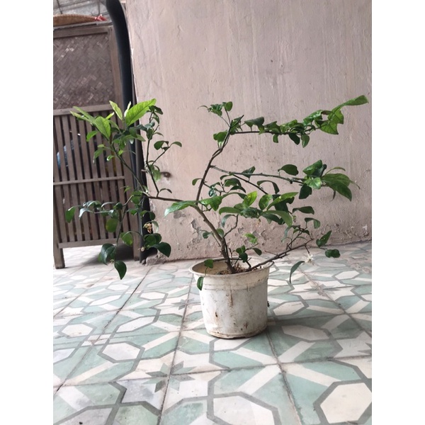Cây chanh ta chiết | Shopee Việt Nam
