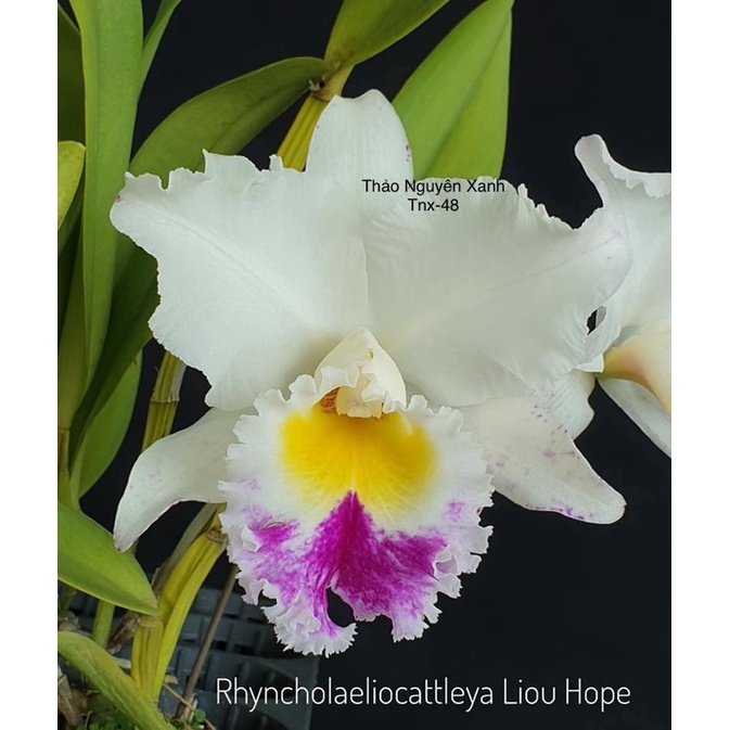Cattleya Liou Hope (cây giống) | Shopee Việt Nam