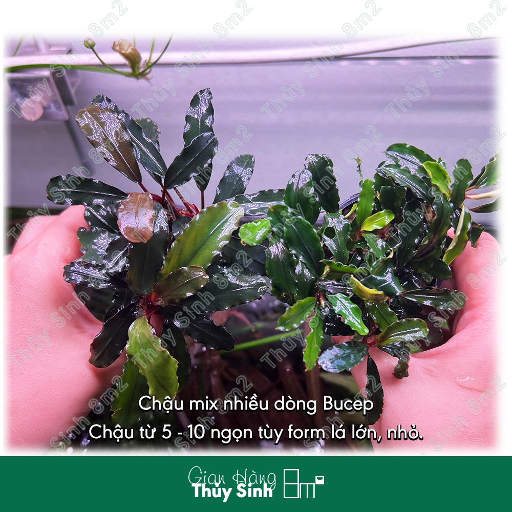 Chậu Bucep Mix, Bucep Phantom | Cây Thủy Sinh Tiền Cảnh, Giá Thể | 8m2 ...