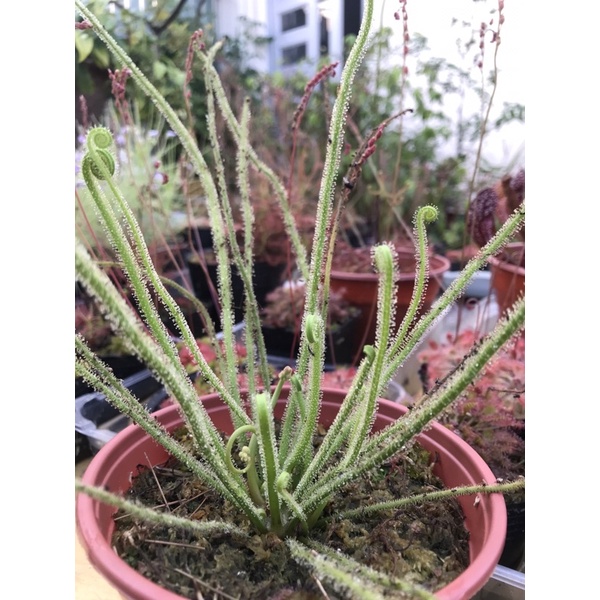 [ Chỉ ship miền Nam] [Trang trí vườn] Chậu cây bắt mồi gọng vó Drosera ...
