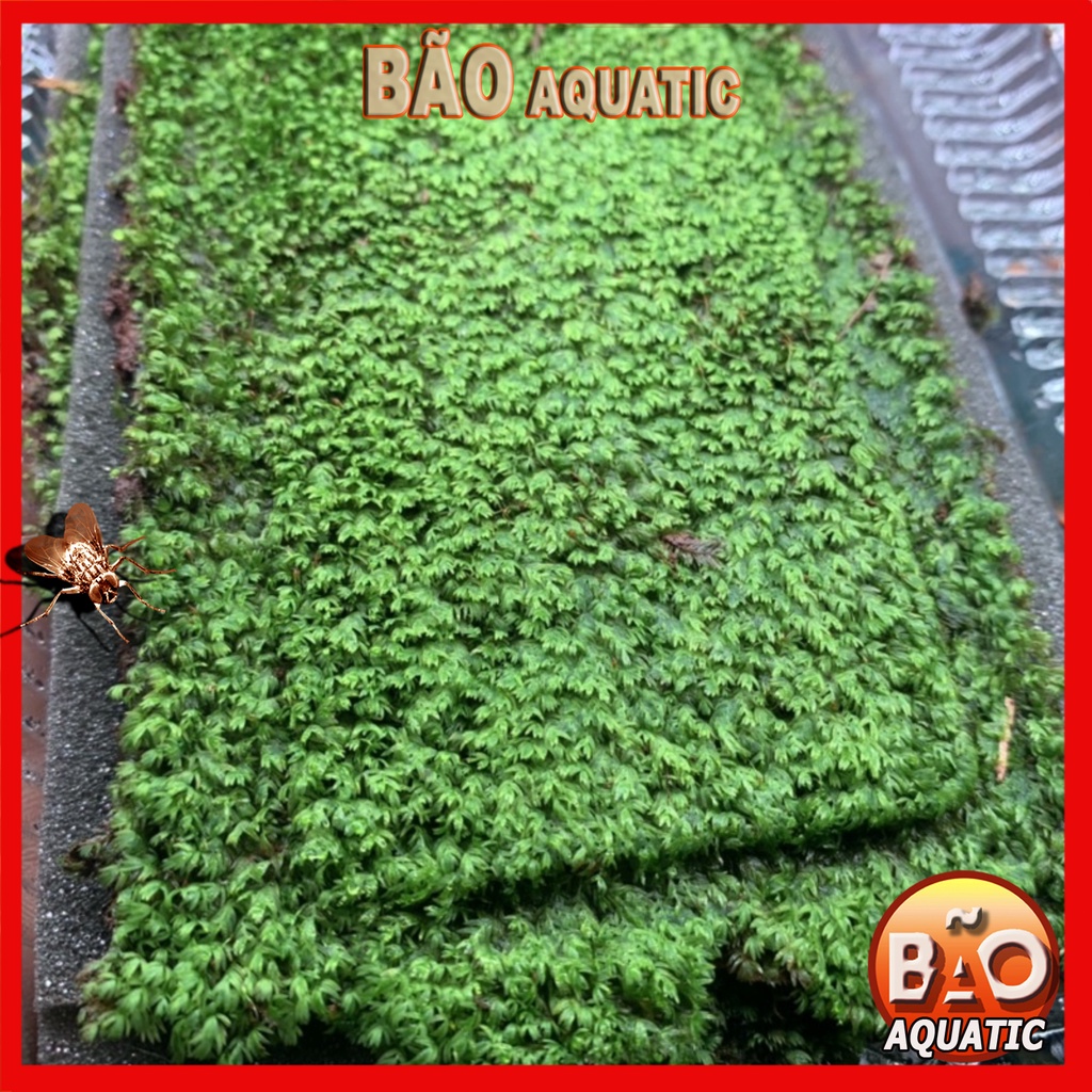 Rêu Mini fiss Tấc Lá Nước (5 lớp rêu, hộp 13x10cm) | Shopee Việt Nam