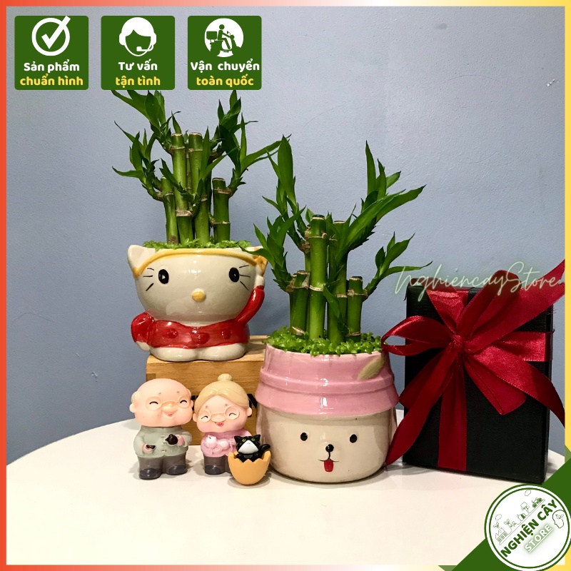 Cây Trúc mini chậu gốm ngộ nghĩnh để bàn, làm quà tặng, decor nhà cửa ...