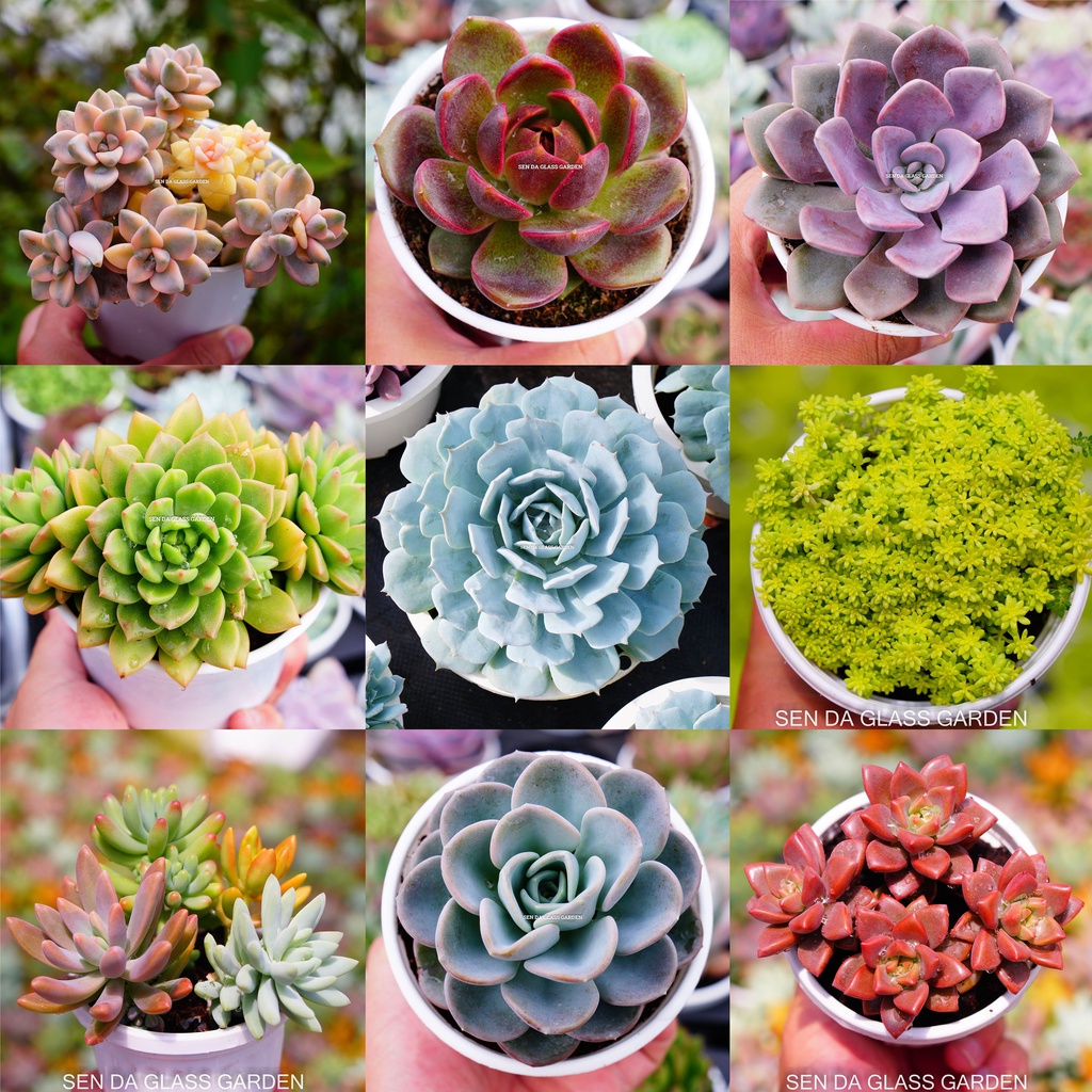 Sen đá - Giá Tốt, Miễn Phí Vận Chuyển, Đủ Loại | Shopee Việt Nam