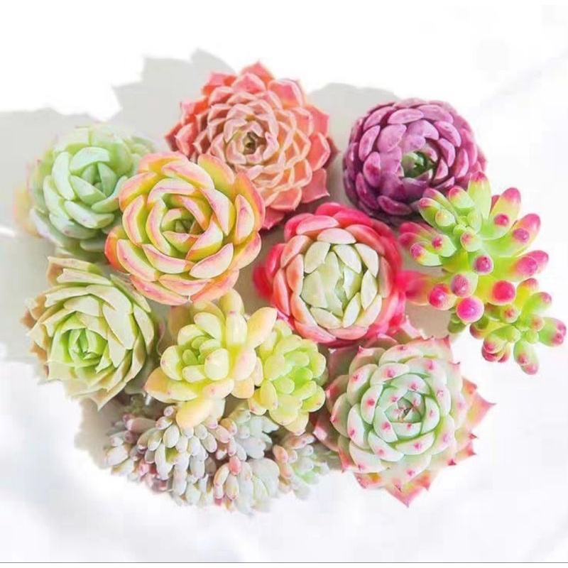 Sen đá size mini siêu đẹp, siêu khỏe, thuần khí hậu SOENSHOP 3-5 cm ...