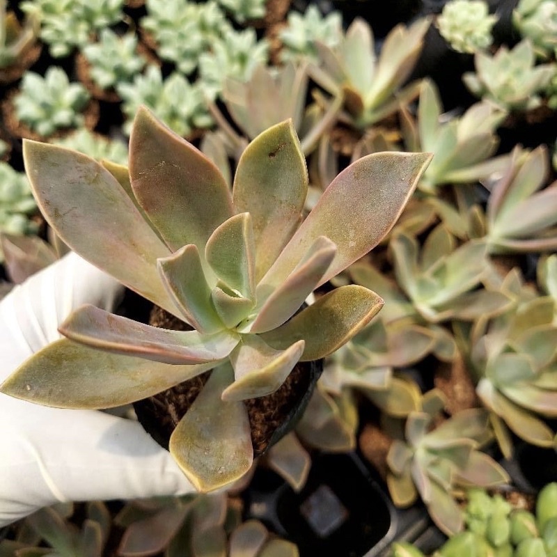 Sen Đá Tai Voi - size Bầu ( 6-7cm) - dể chăm như các dòng đá | Shopee ...