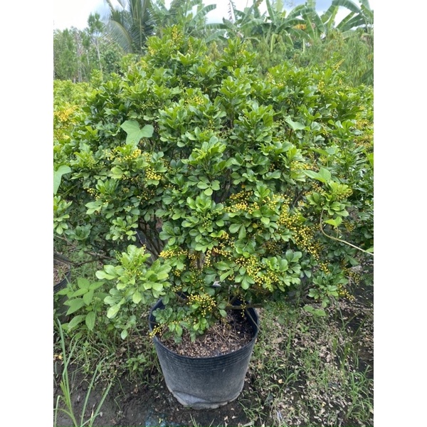 Cây Ngâu - hàng có sẵn - cây đẹp | Shopee Việt Nam