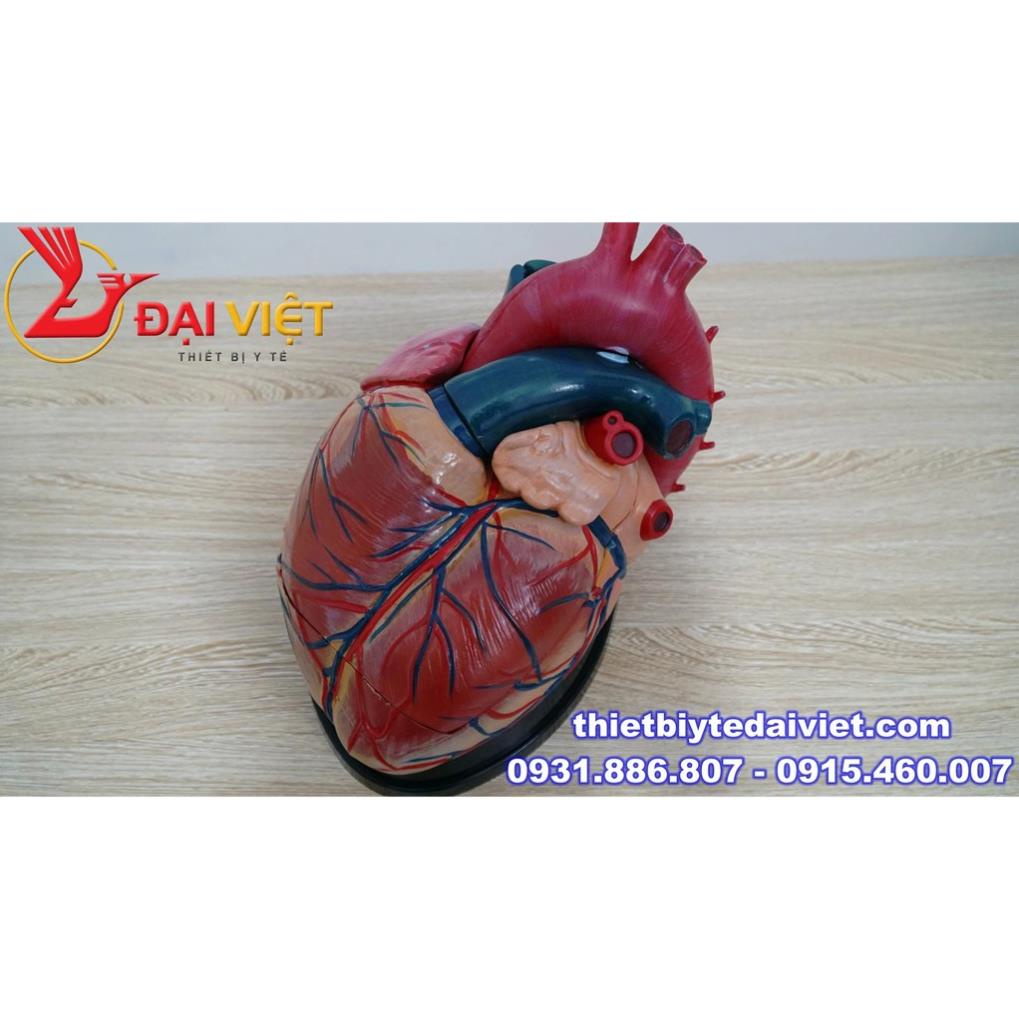 Mô hình cấu tạo tim người | Shopee Việt Nam