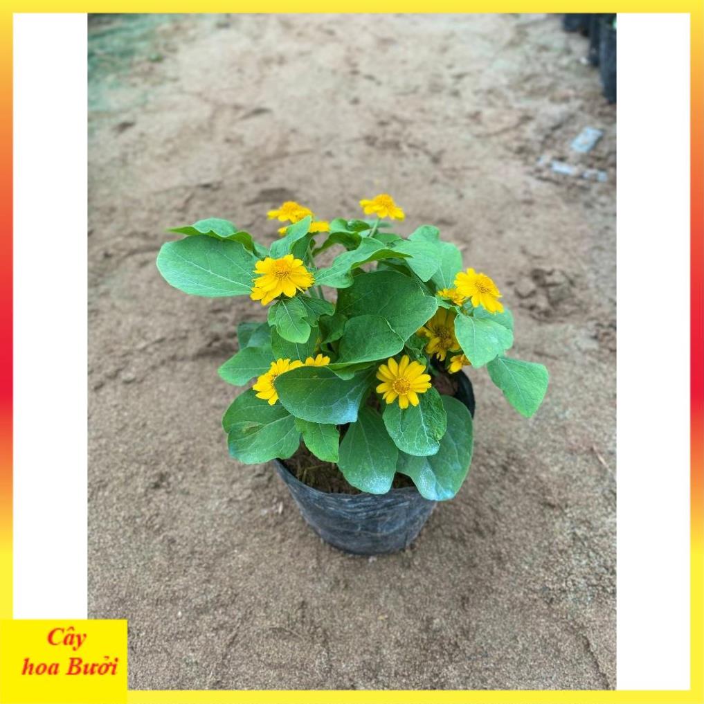Cây cúc mặt trời 14 | Shopee Việt Nam