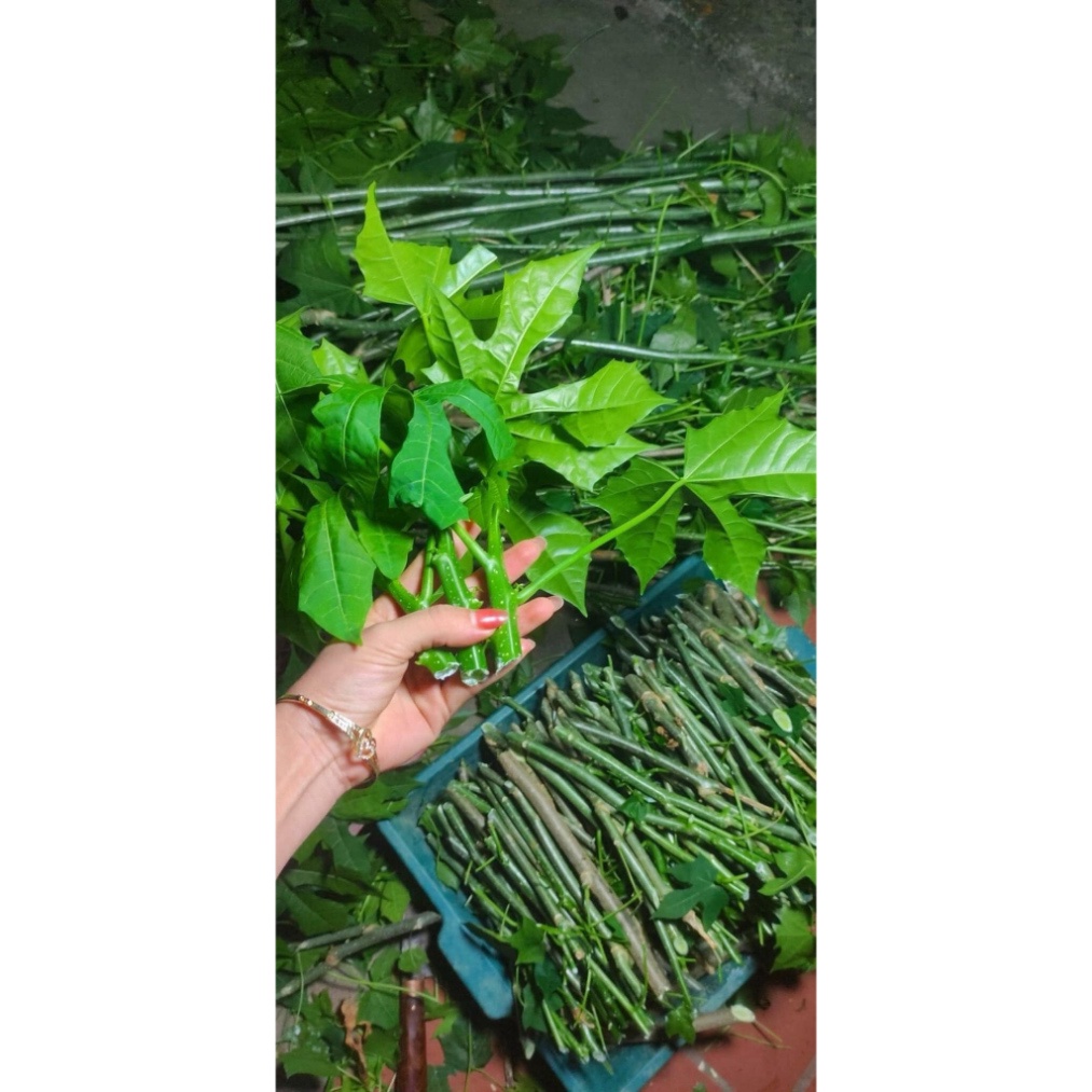 10 Cành Rau Bina Chaya (Rau mì Chính) - Hái ăn sau một tháng trồng ...