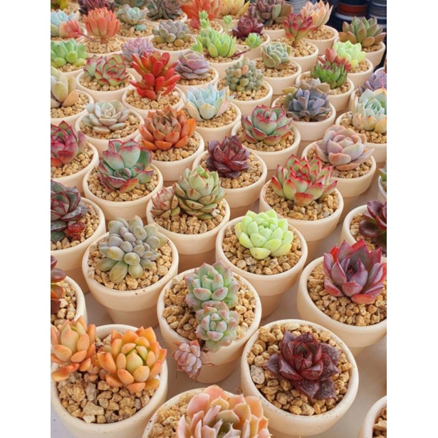 Sen đá mini size 3-4cm trồng sẵn chậu đất nung, thích hợp làm sự kiện ...