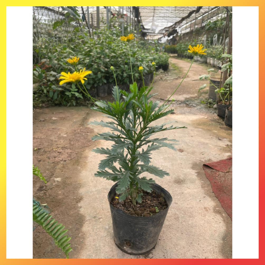 Cây hoa cúc gỗ thân tree cao 30-40cm | Shopee Việt Nam