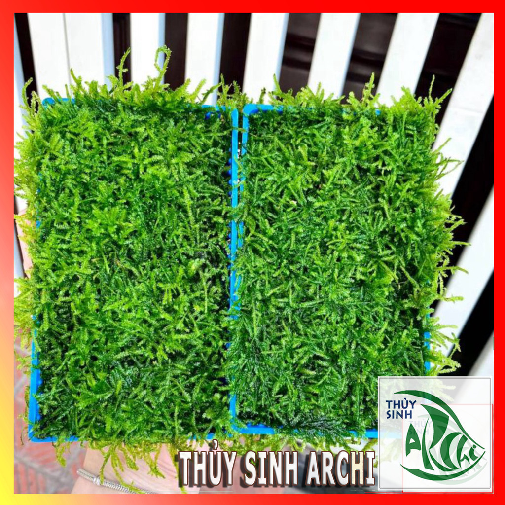 Rêu Java Rêu cá đẻ Rêu thủy sinh dễ trồng | Shopee Việt Nam