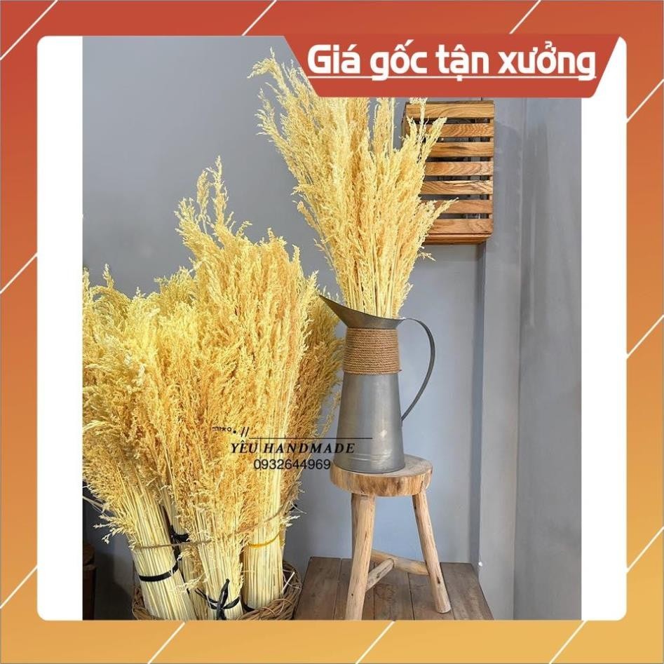 Bông Lúa Mạch Châu Âu, Lúa Indo, Bông Lúa Khô Trang Trí | Shopee Việt Nam