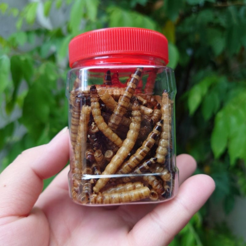 Sâu đại Super worm sấy giòn thức ăn hamster - Hũ 25gr | Shopee Việt Nam
