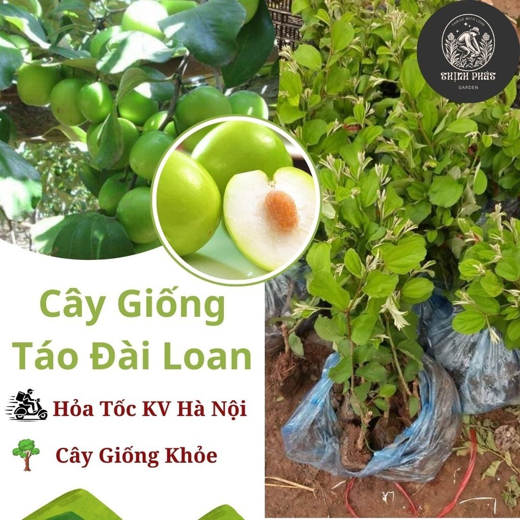 Cây táo Đài loan F1 (táo lai lê Đài Loan), giống táo quả to, vỏ mỏng ...