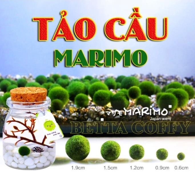 Tảo cầu marimo - tảo cầu may mắn Nhật Bản | Shopee Việt Nam