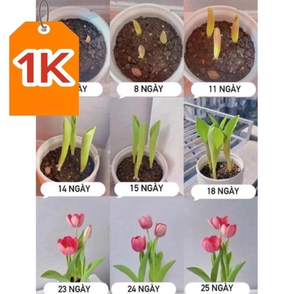 DEAL 1K Củ giống hoa Tulip (tuy líp) 20 ngày cho hoa _Chuẩn giống tốtt | Shopee Việt Nam
