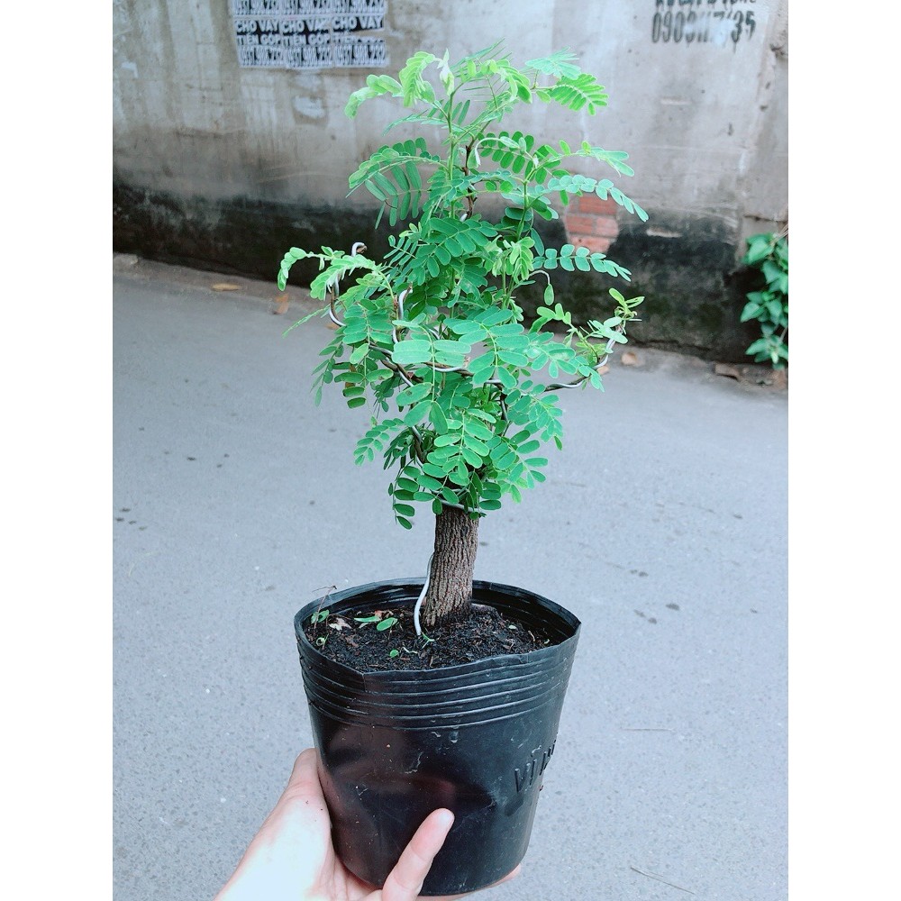 Cây Me Bonsai | Shopee Việt Nam