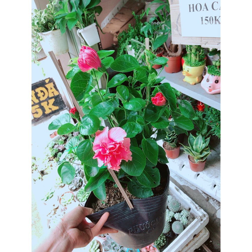 Cây Râm Bụt | Shopee Việt Nam