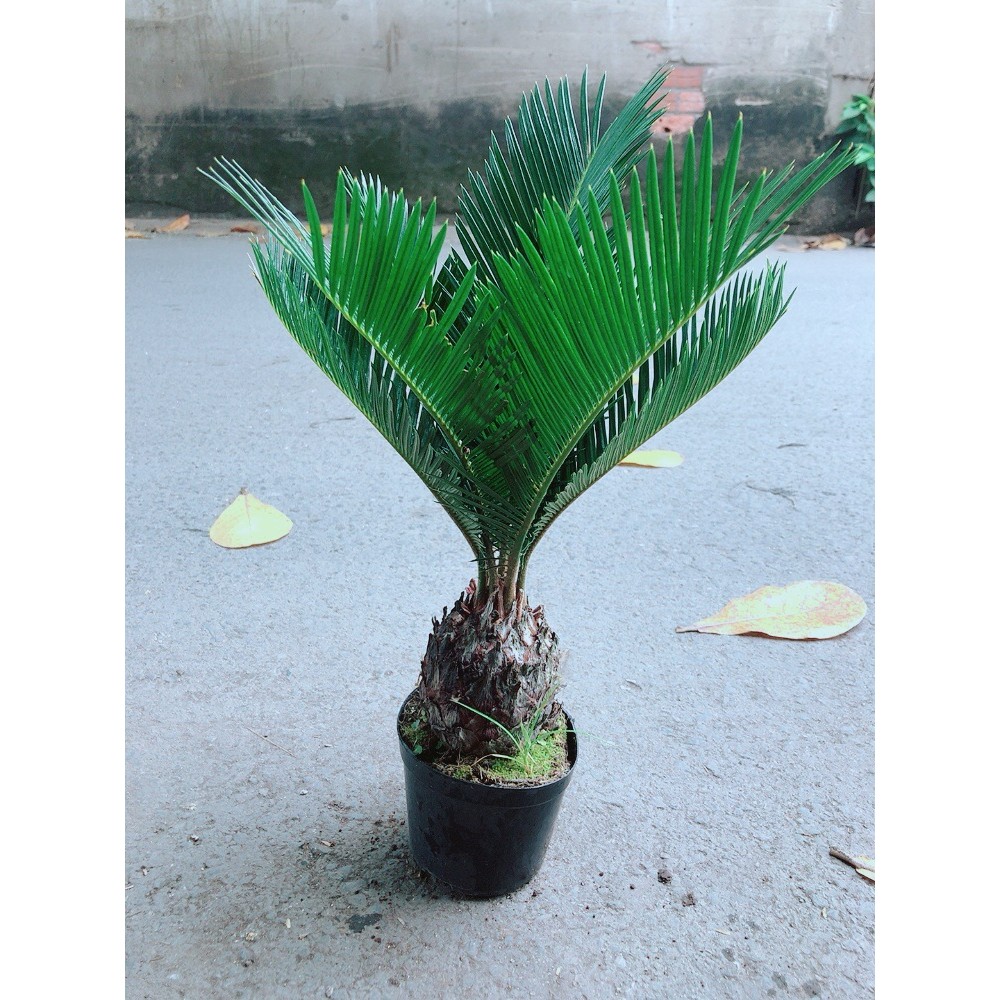 Cây Thiên Tuế 35-40cm | Shopee Việt Nam