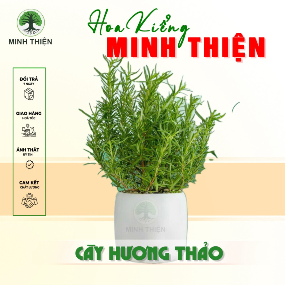 (Hỏa Tốc) Cây Hương Thảo để bàn, cây Rosemary cực thơm | Shopee Việt Nam