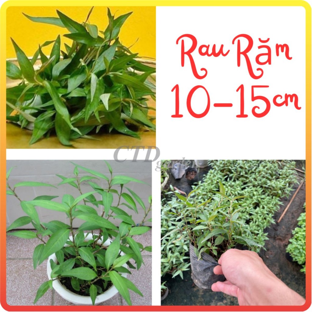 Cây Rau Răm bầu 15cm, dễ chăm sóc (Chỉ giao miền Bắc+Bắc miền Trung ...