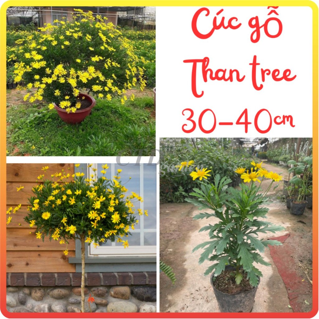 Cây hoa Cúc Gỗ thân tree cao 30-40cm | Shopee Việt Nam