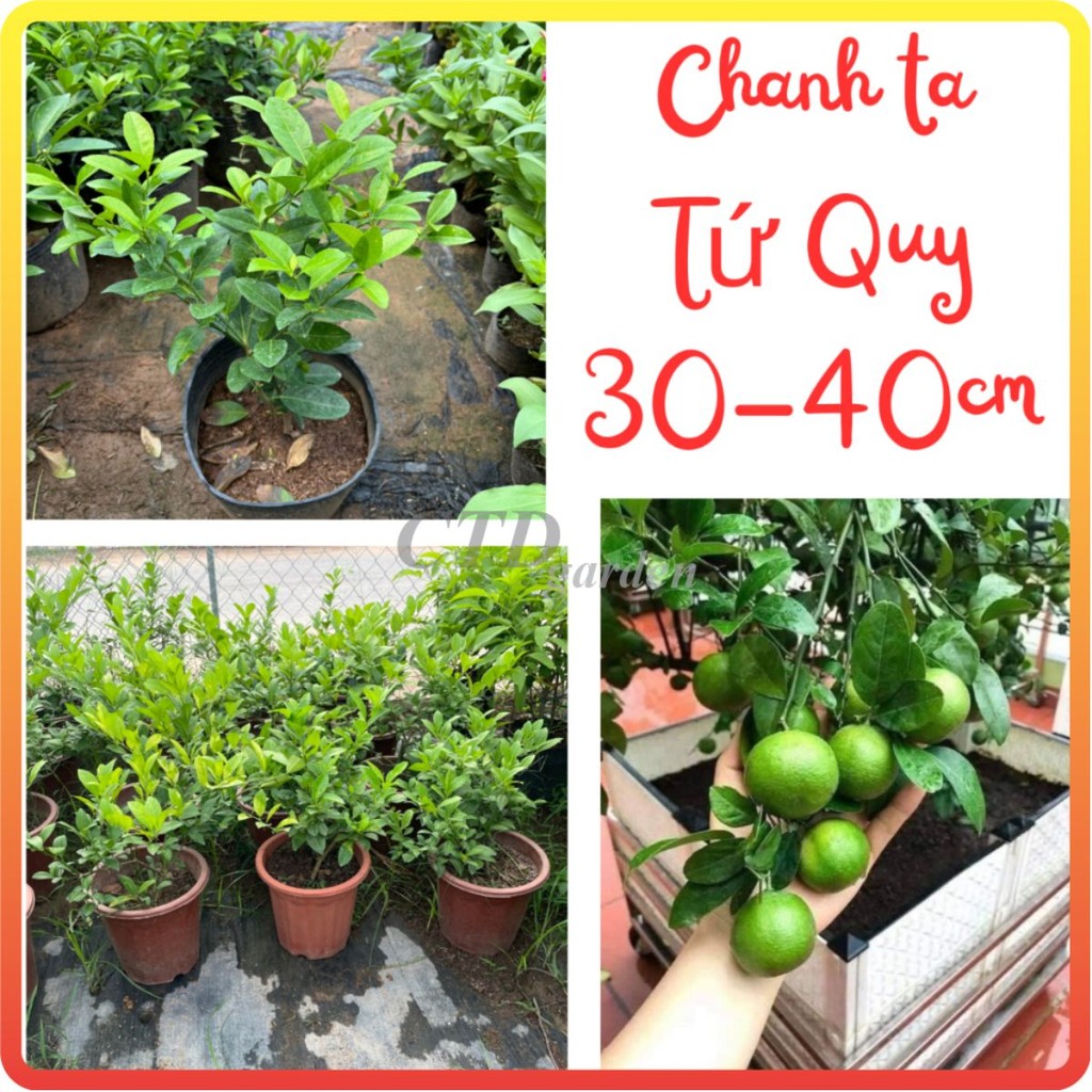 Cây CHANH TA, tứ quý, Cao 45cm lá có mùi thơm thân to chắc khỏe AAA ...