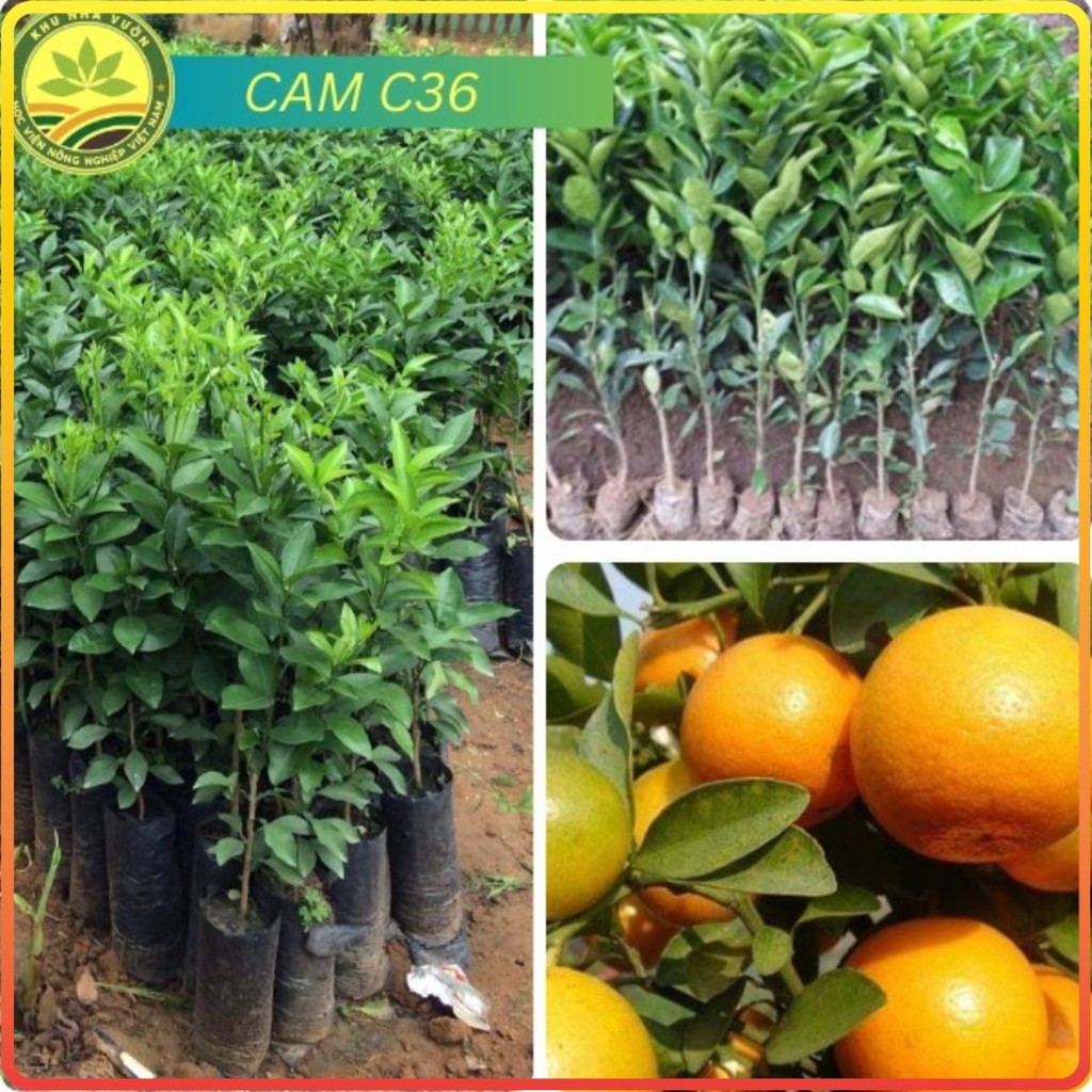 Cây giống cam C36 cho trái sớm, hội tụ tinh hoa của cam Vinh và cam V2 | Shopee Việt Nam