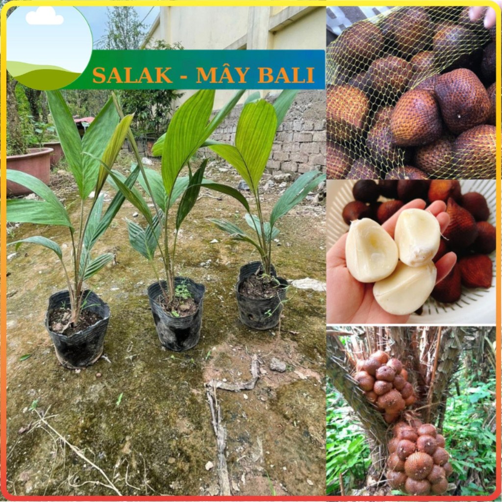 Cây Salak (Cây Mây Bali Indo), quả da rắn loại quả độc đáo của ...