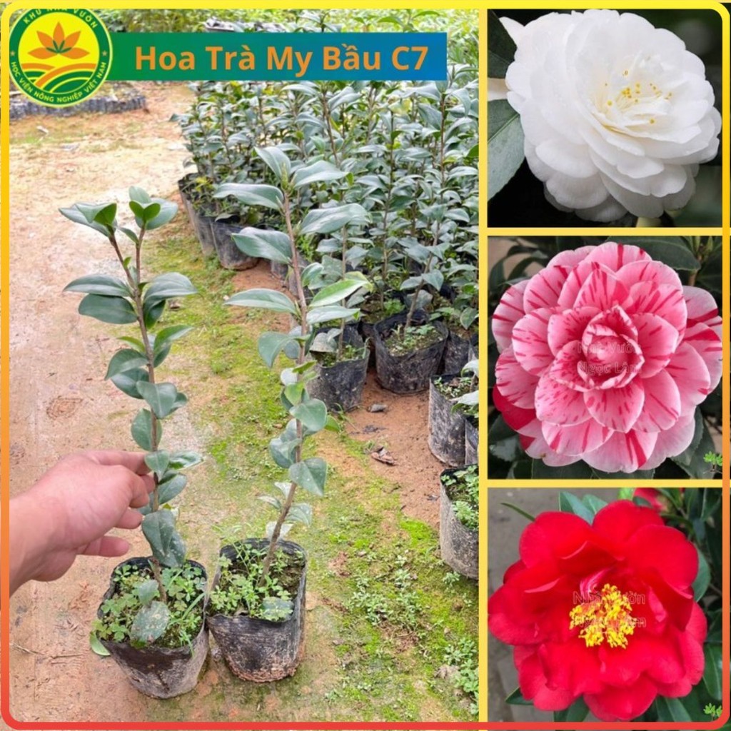 Cây giống TRÀ MY cao 30cm ra hoa sau 4-5 tháng [sp16] | Shopee Việt Nam