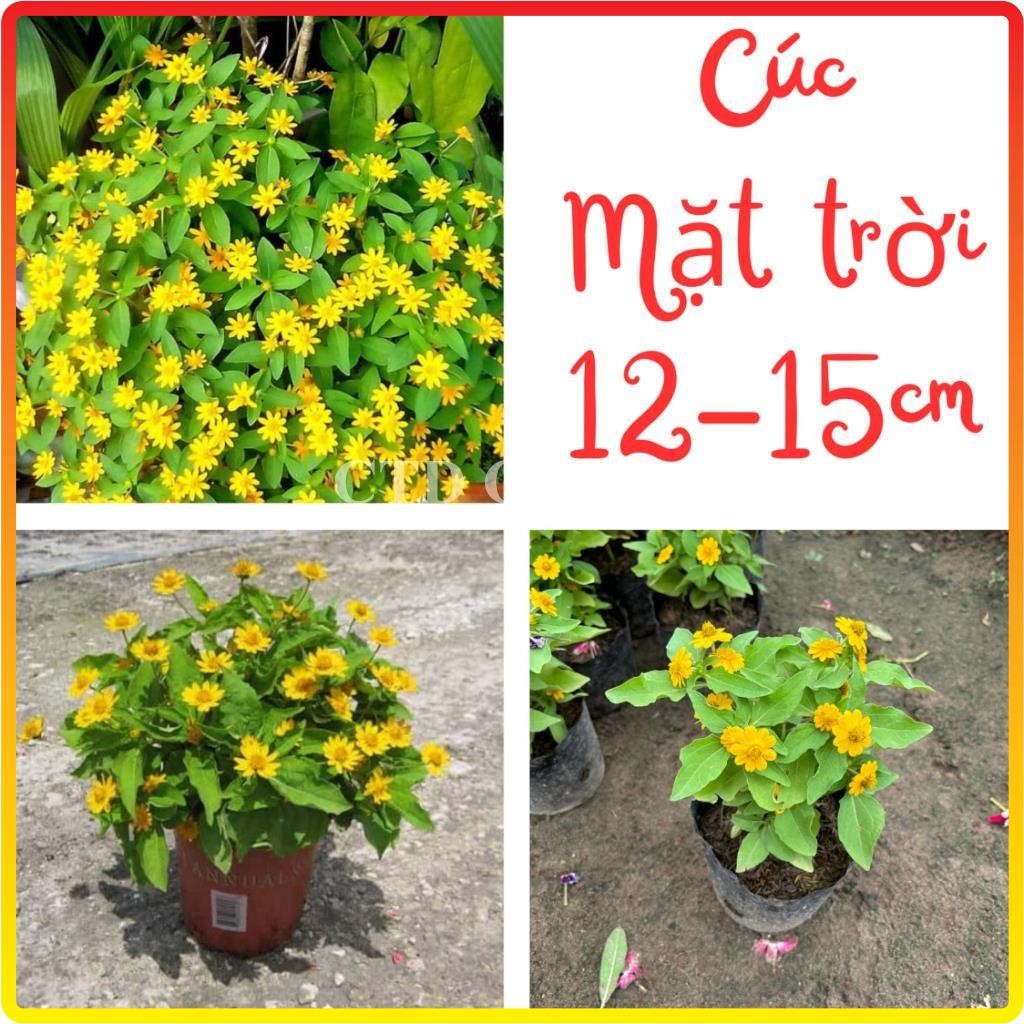 Cây cúc mặt trời, hoa nở vàng bắt mắt và ra hoa liên tục (Chỉ giao miền ...