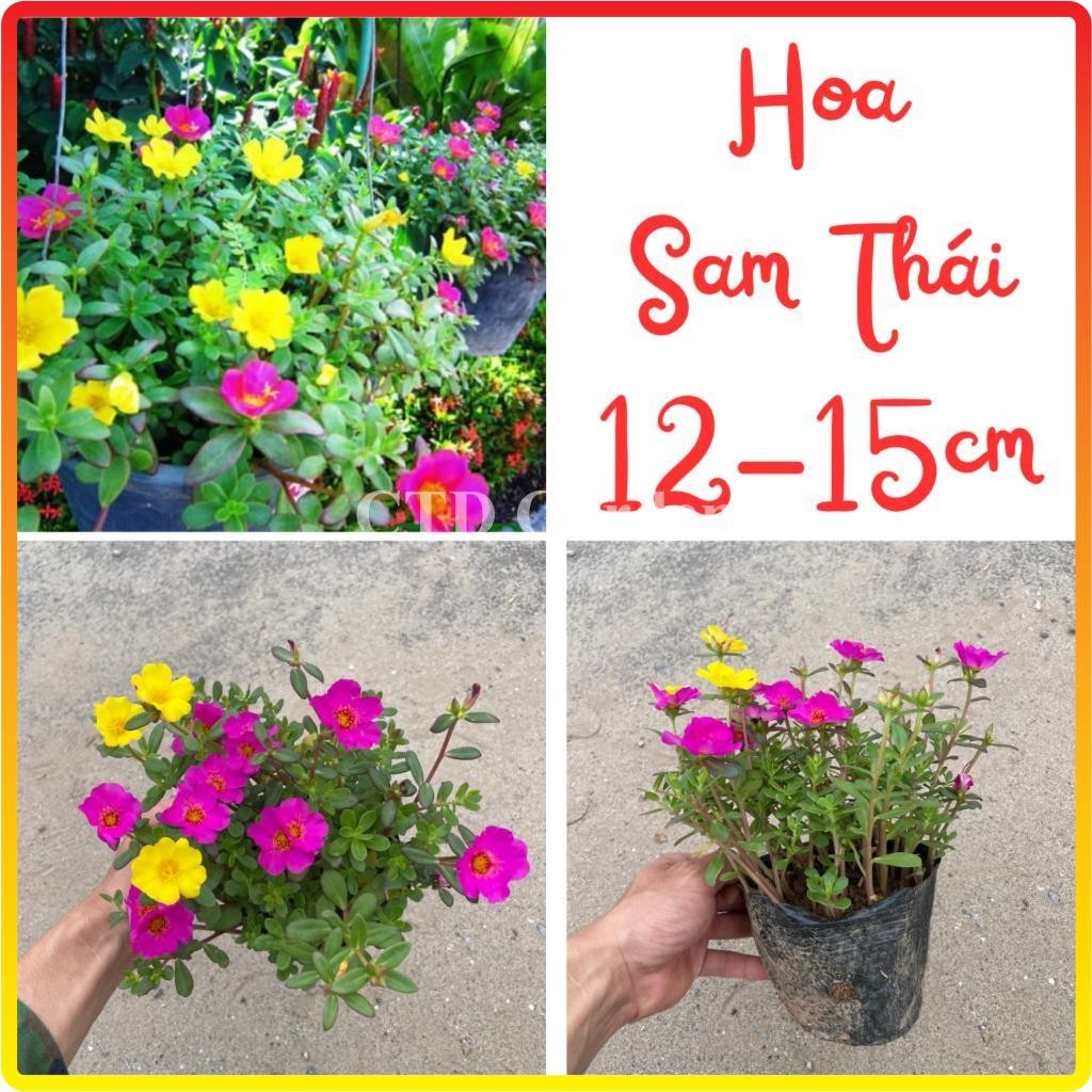 Cây Hoa Sam Thái bầu Mix nhiều Màu Trồng Bịch Nhiều Ngọn Xum Xuê (Chỉ ...