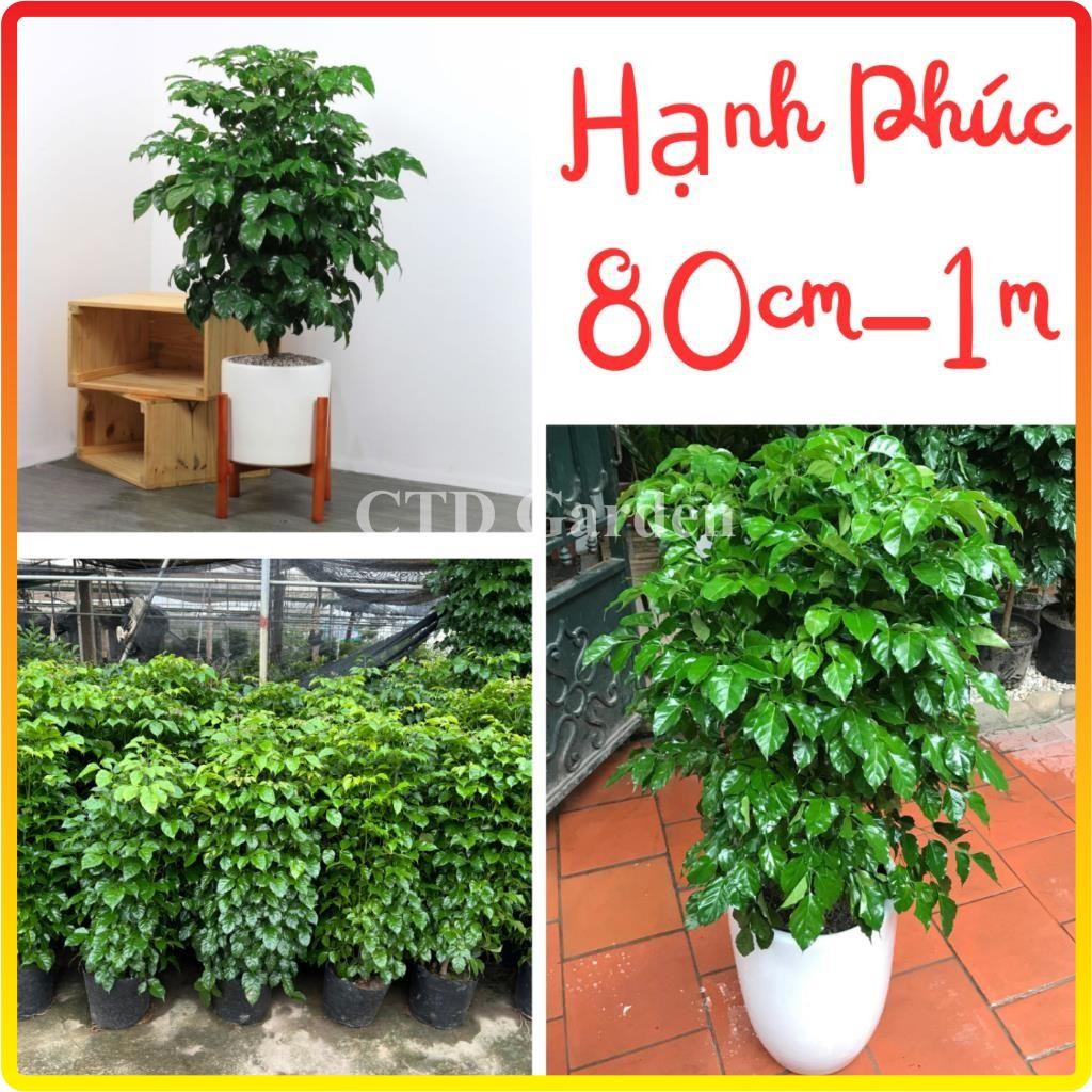 Cây hạnh phúc, Cao 80cm-1m tán sum suê lá xanh | Shopee Việt Nam