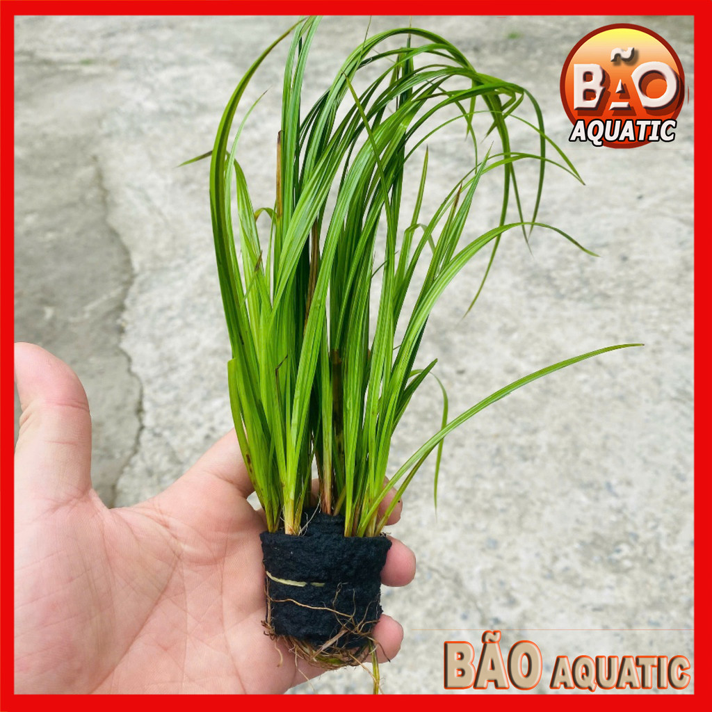 Cỏ Narong [Cây Thủy Sinh] | Shopee Việt Nam
