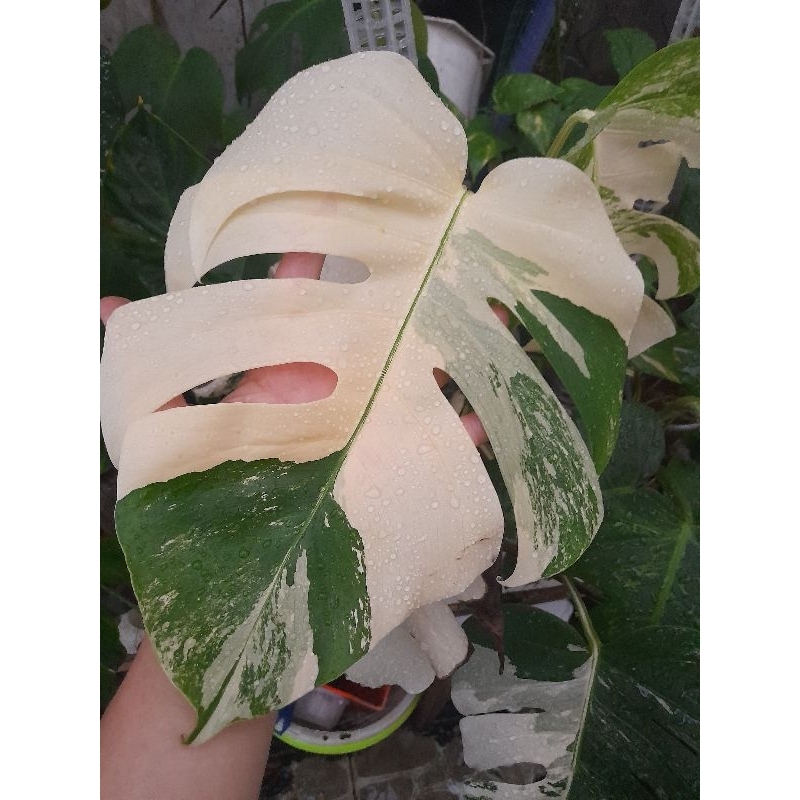 TRẦU LÁ XẺ MONSTERA BORSIGIANA ALBO VAR | Shopee Việt Nam