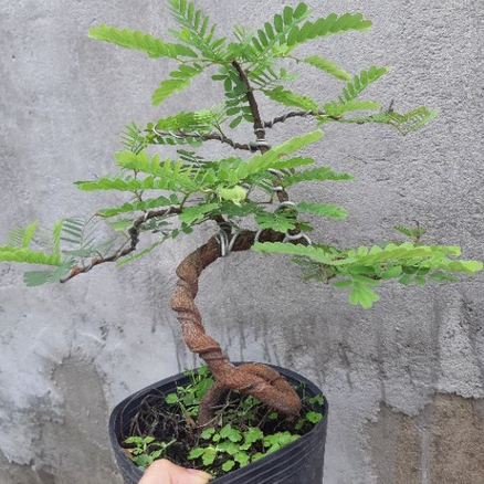 Cây me bonsai | Shopee Việt Nam