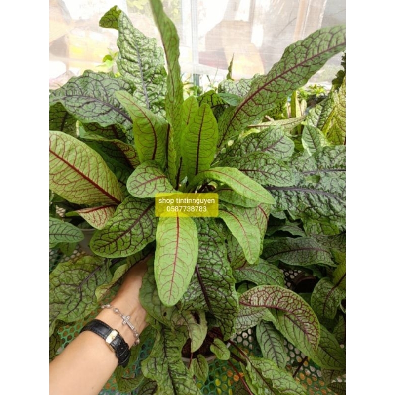 Cây giống rau chua gân đỏ, red sorrel, hình chụp tại vườn, giao hỏa tốc ...