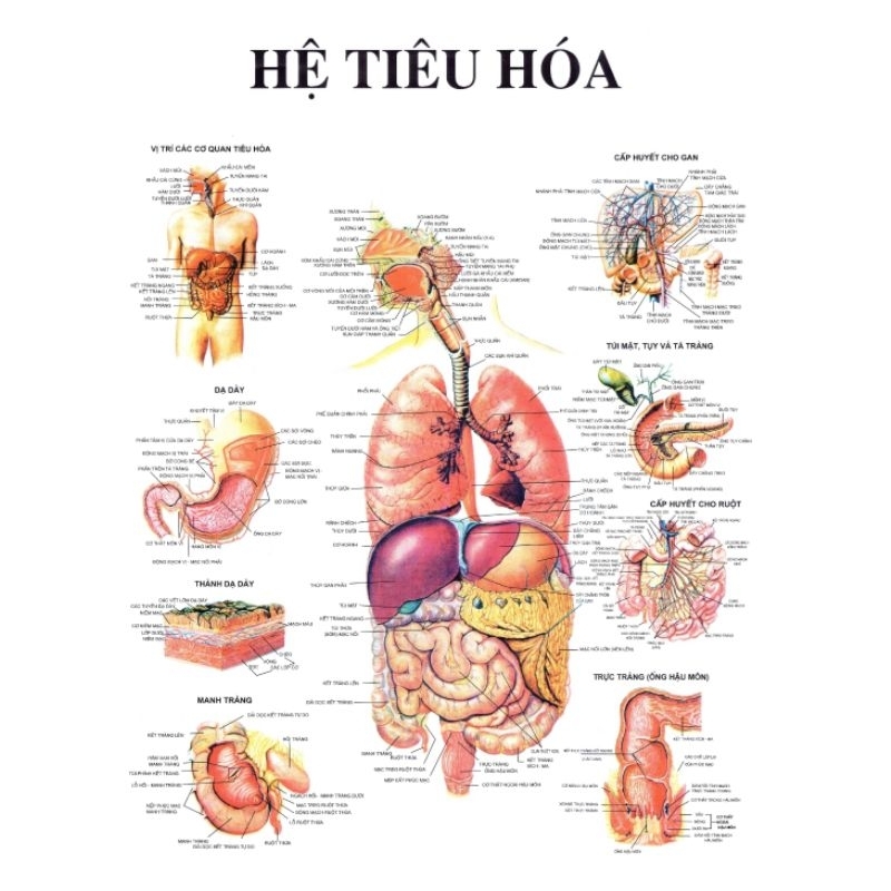 Tranh giải phẫu Hệ tiêu hóa 70×90cm tranh treo tường y khoa | Shopee Việt Nam