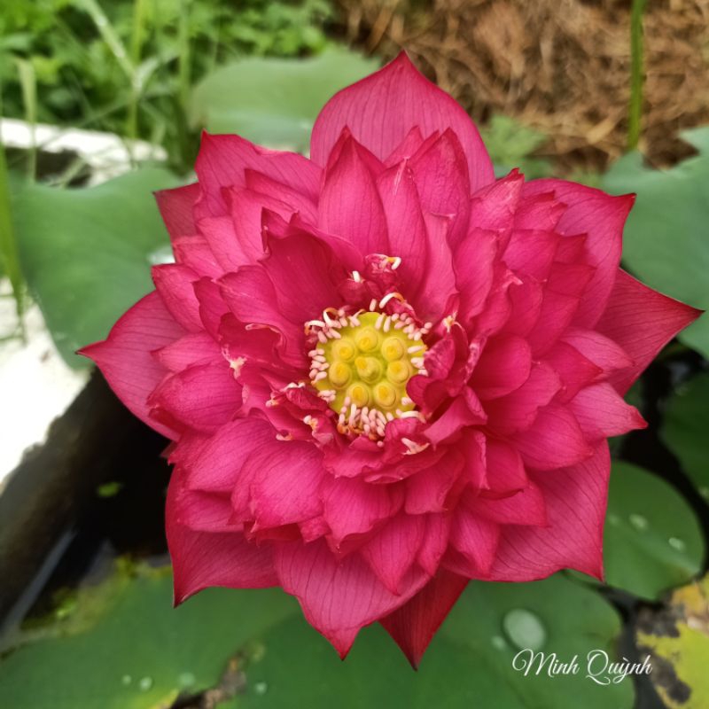 Củ sen ruby in Quảng Nam | Shopee Việt Nam